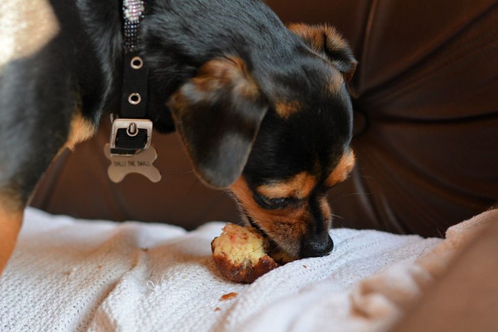 Doughnuts for dogs recipe - With filling examples