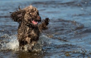 Working cocker spaniels Jet and Copper join BDWS