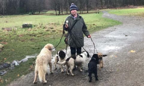 How to Be a Dog Walker in 2025 | A Professional Guide
