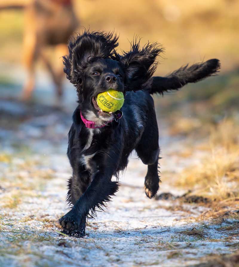 Sprocker puppy photos - Maisie